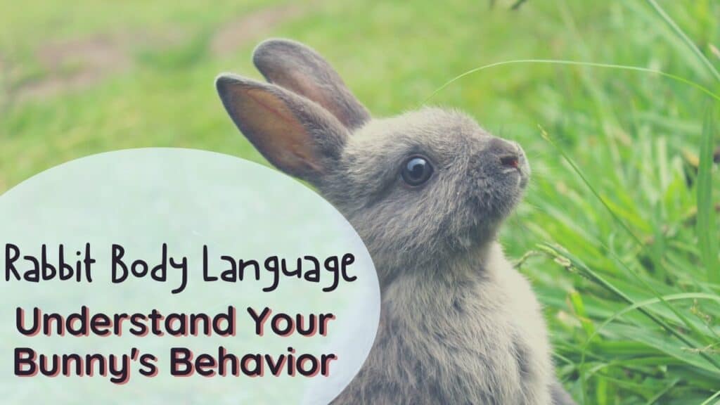 Rabbit Body Language and Behavior 101: All You Need to Know