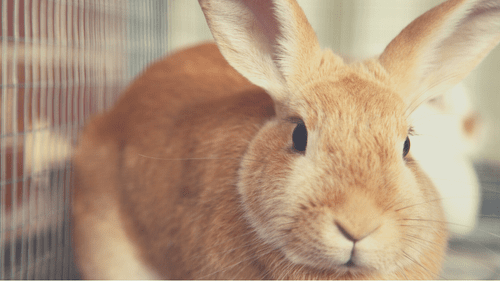 Housing A Bunny Indoors - Rabbit Cage/Enclosure Setup Guide
